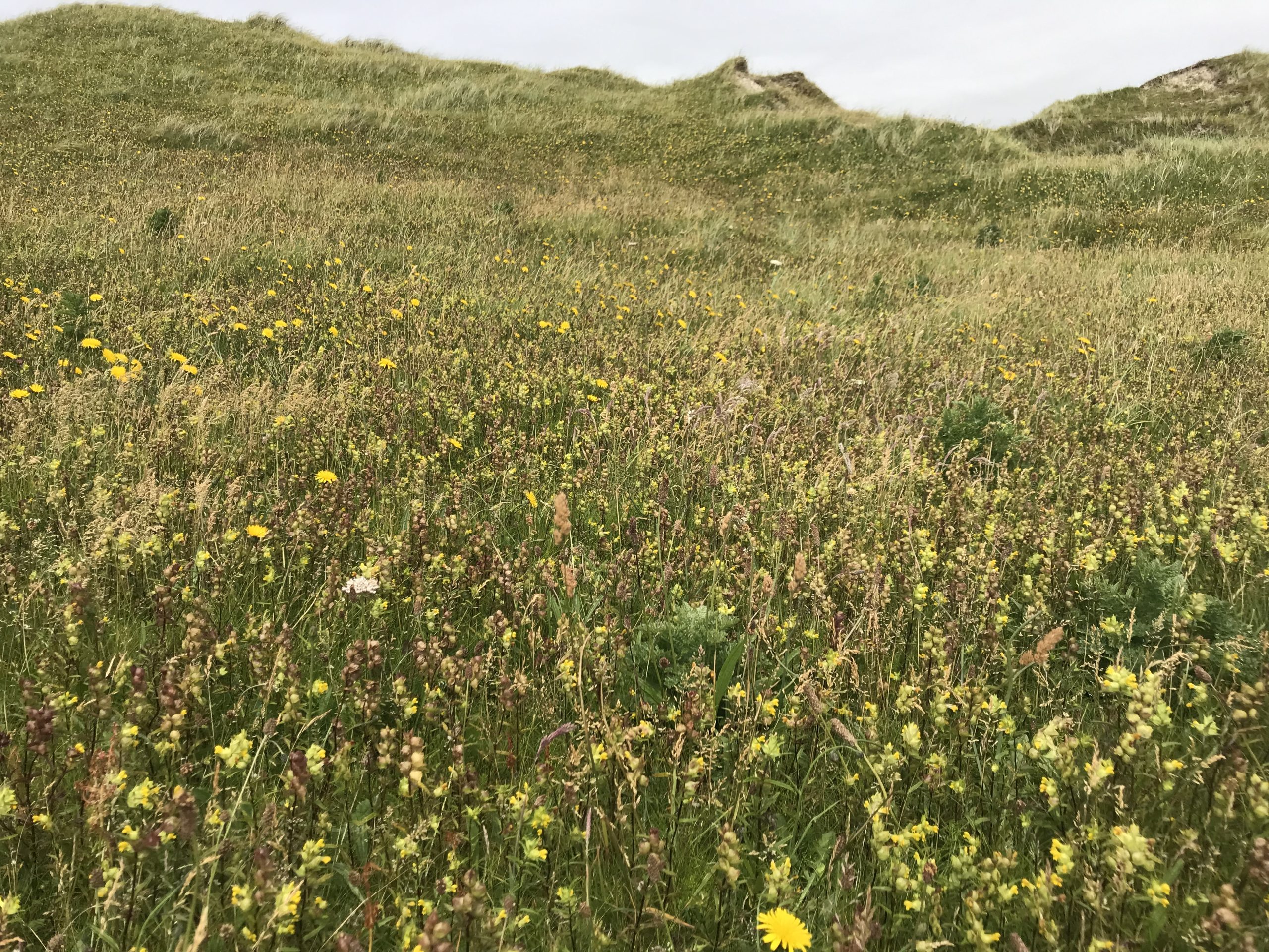 Machair Habitats - LIFE on Machair