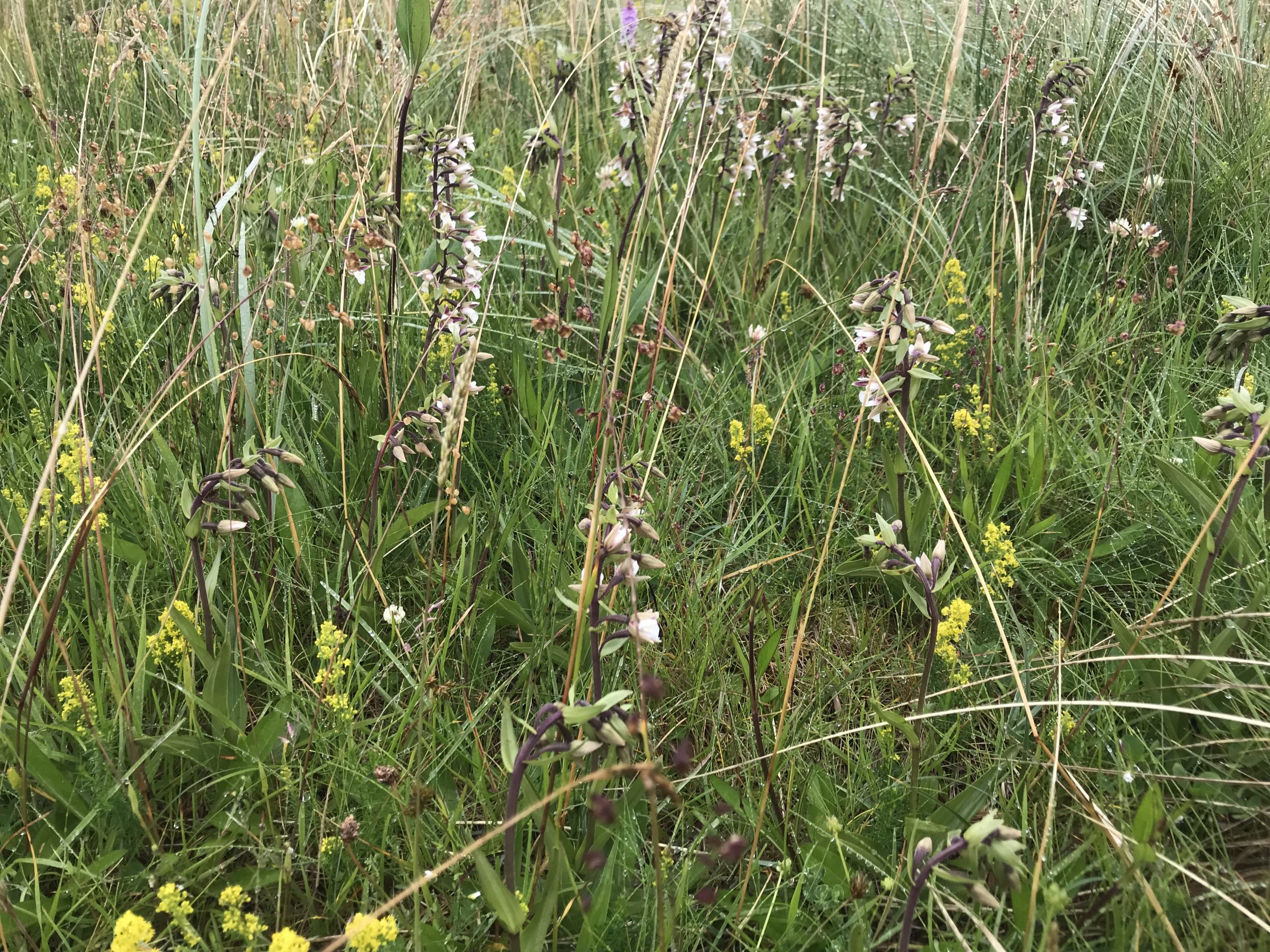 What is Machair? - LIFE on Machair
