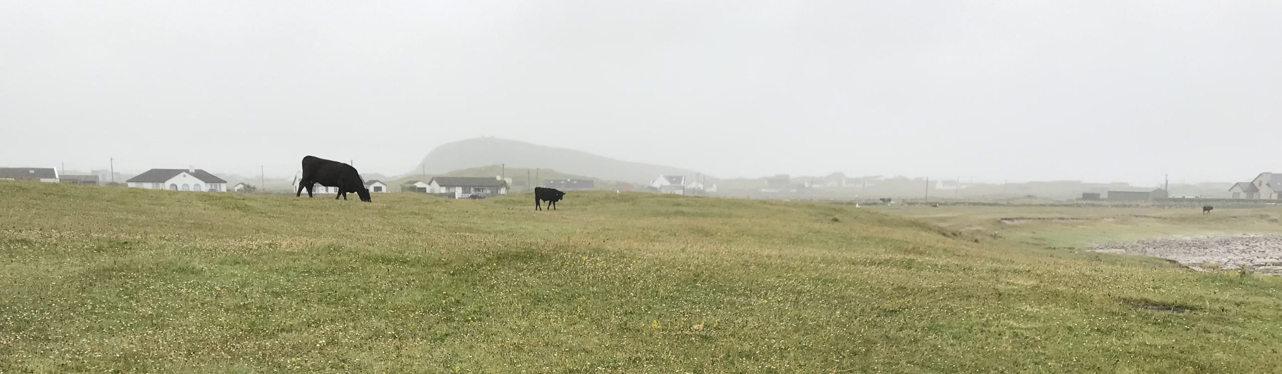 Why are Machair systems special? - LIFE on Machair