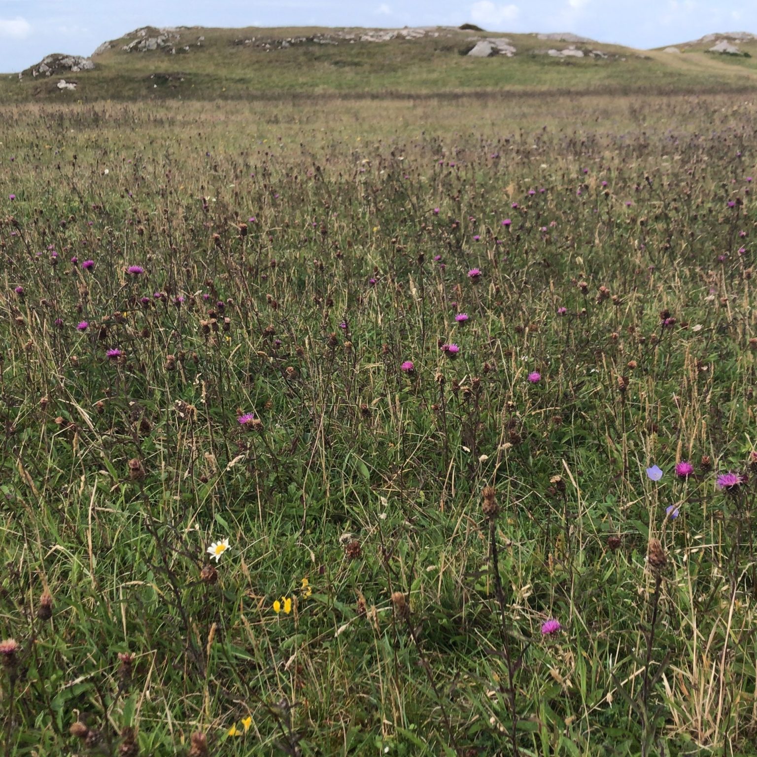 Machair Habitats - LIFE on Machair