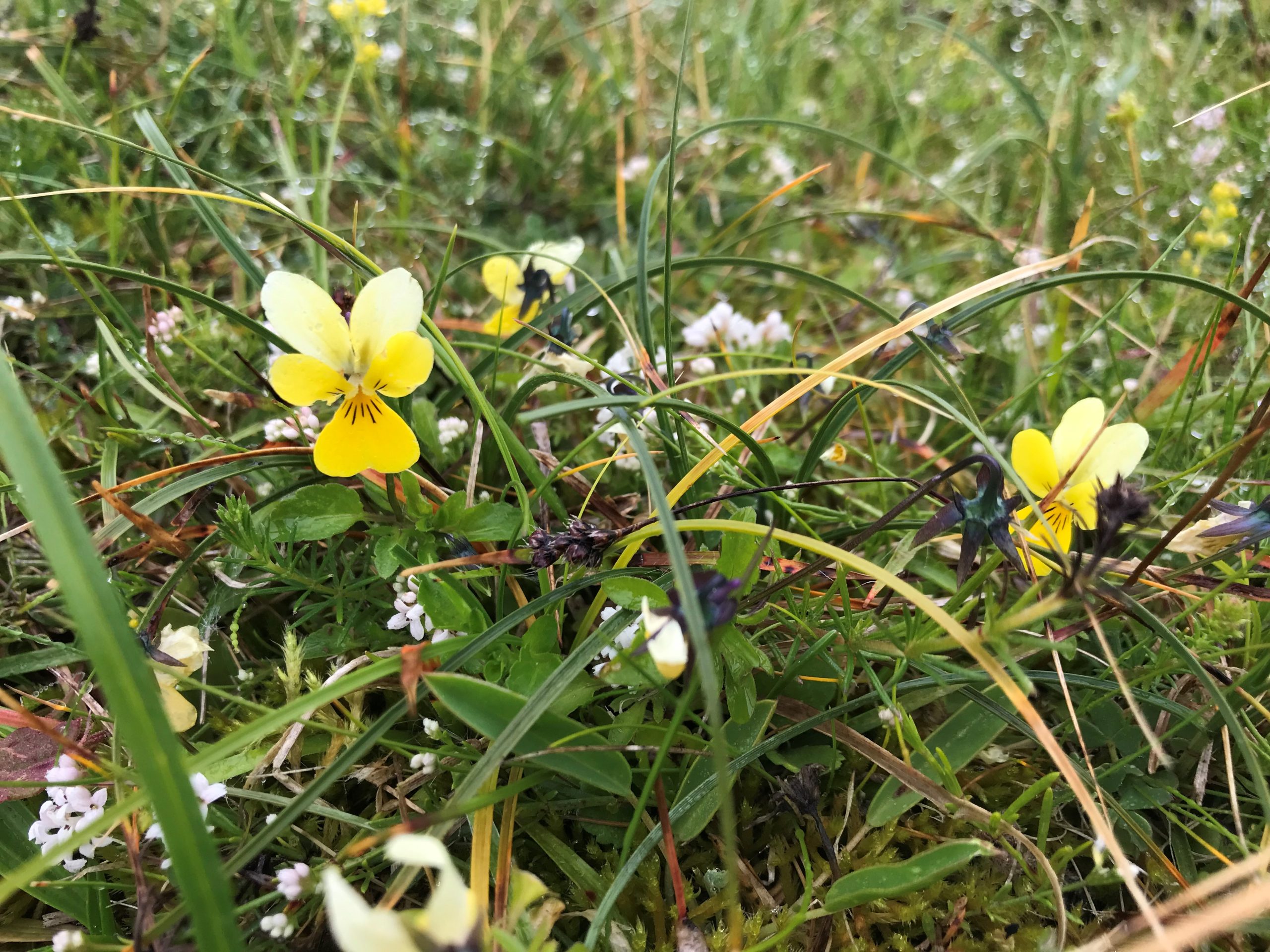Breeding Waders - LIFE on Machair